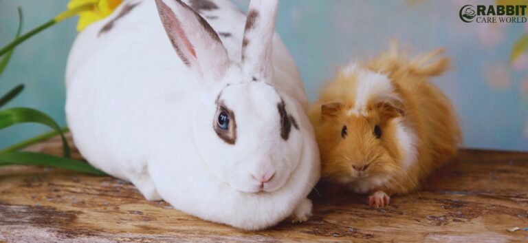 What Are Young Rabbits Called: Discover Their Adorable Name