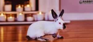 What Age Do Rabbits Start Breeding: Essential Guide for Breeders