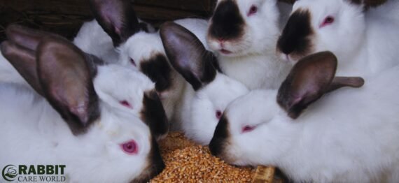 What Age Do Rabbits Start Breeding: Essential Guide for Breeders