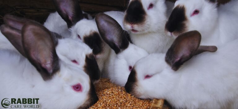 What Age Do Rabbits Start Breeding: Essential Guide for Breeders